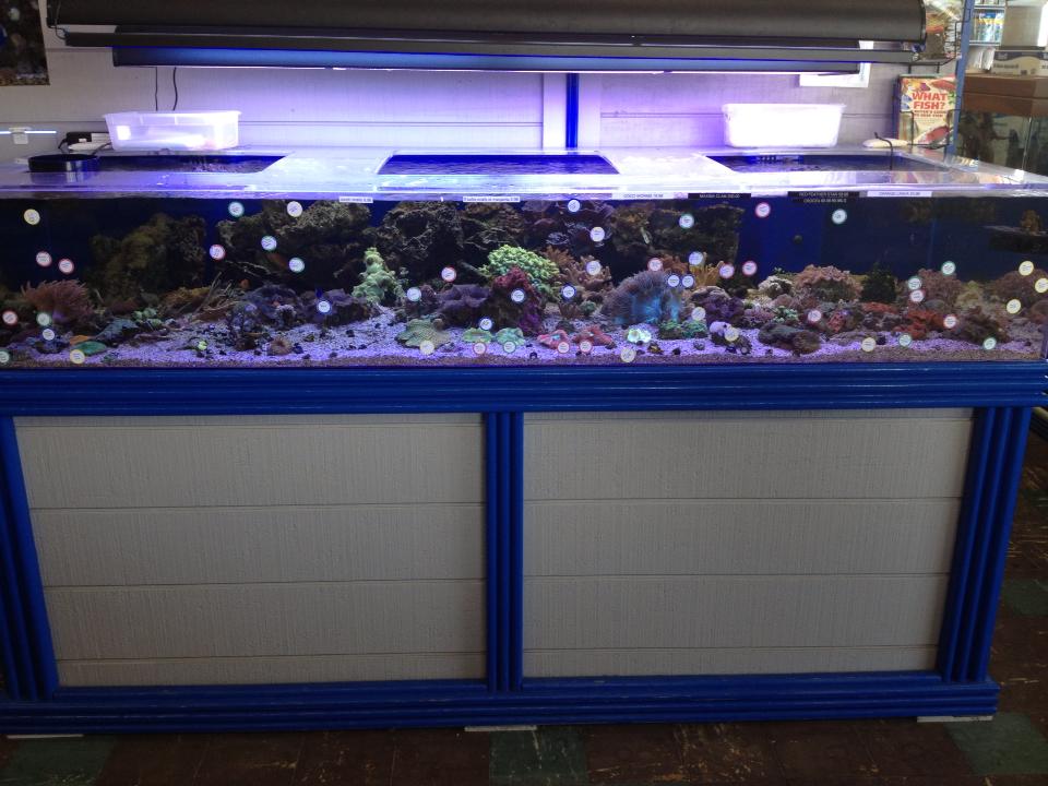 Stingray Bay Pet Supplies Tropical Fish And Pet Supplies Stingray Bay Pet Supplies Tropical Fish And Pet Supplies