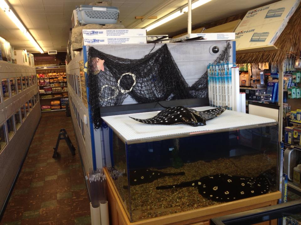 Stingray Bay Pet Supplies Tropical Fish And Pet Supplies Stingray Bay Pet Supplies Tropical Fish And Pet Supplies